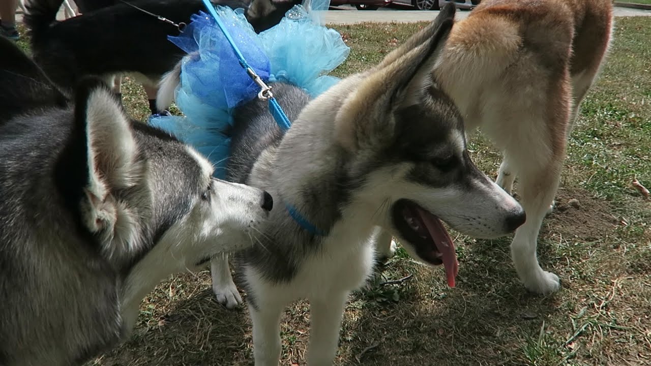 PAW VLOG Husky Huddle | Week 1 - YouTube