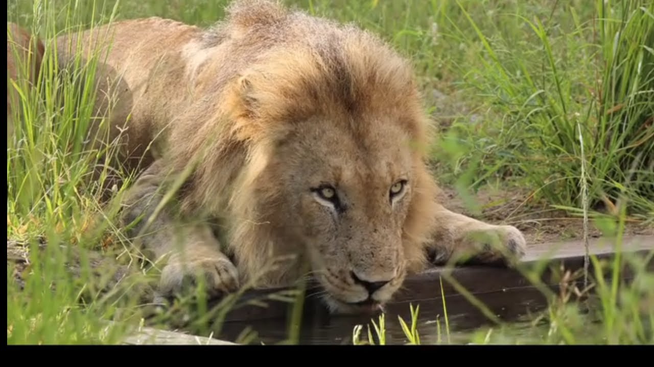 K3 Kambula Male Lion Drinking Water | Sabi Sands | 21 February 2025 ...