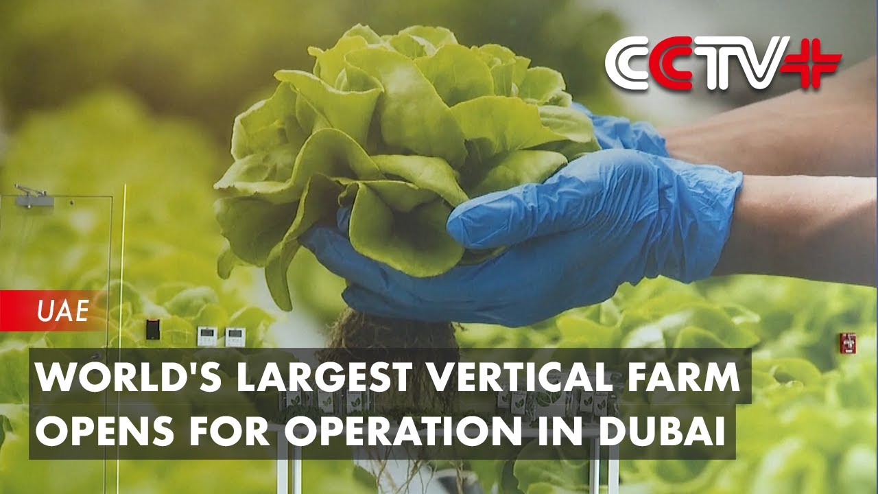 World's Largest Vertical Farm Opens for Operation in Dubai - YouTube