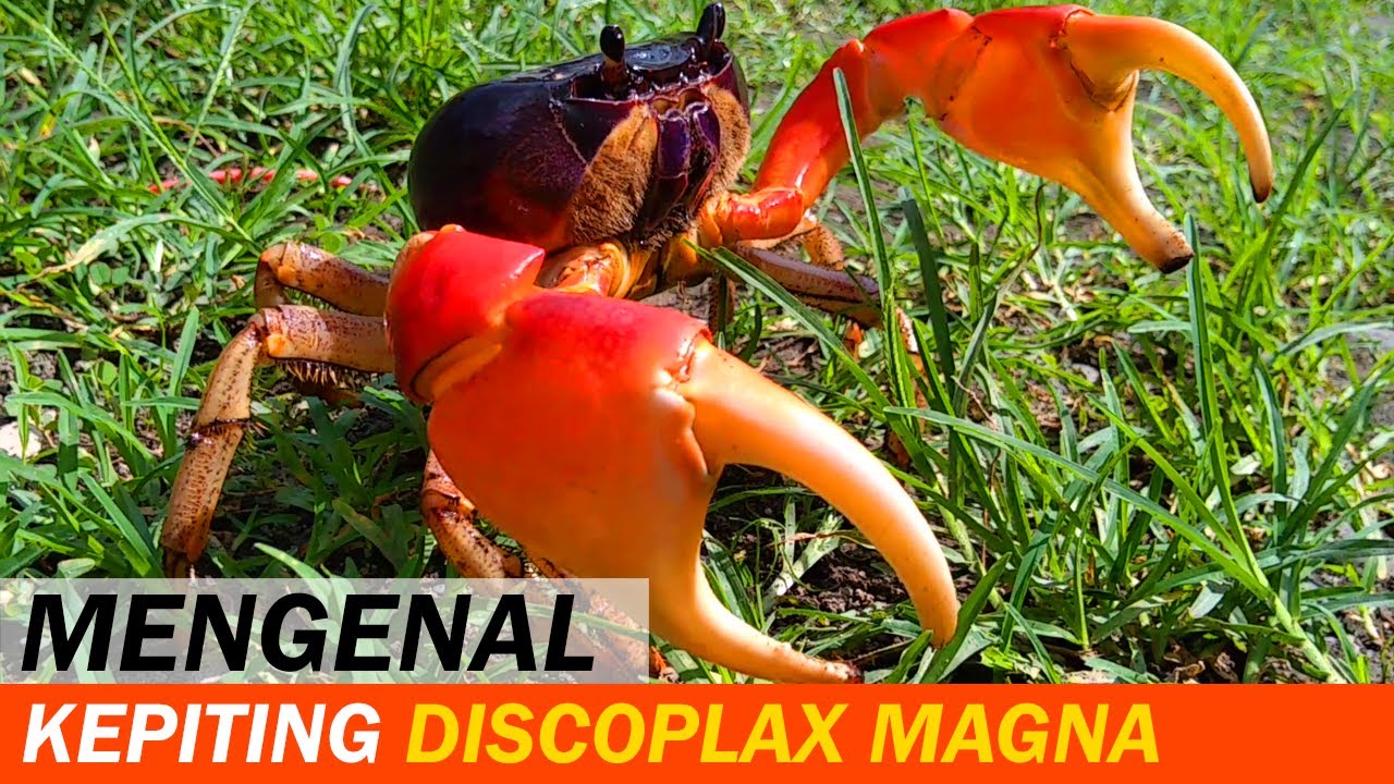 Mengenal Kepiting Darat Discoplax Magna | Video Pengetahuan | Crabpedia ...