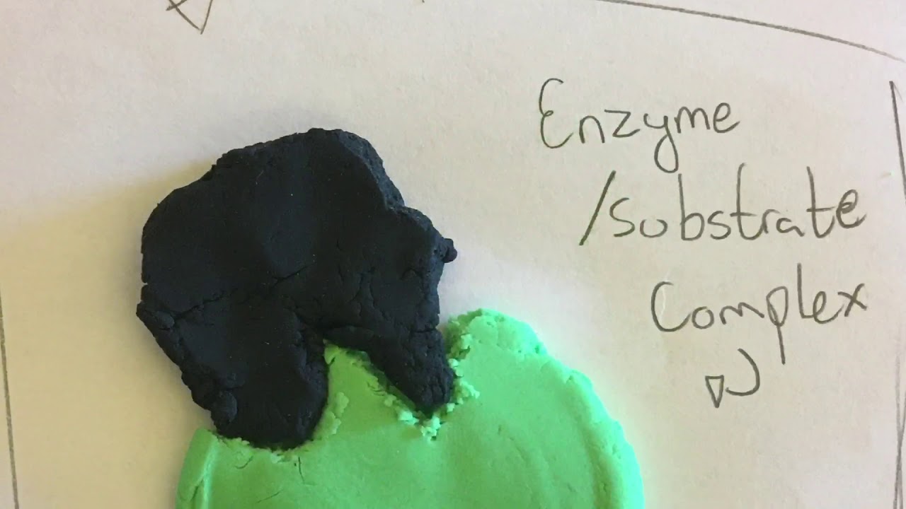 Enzyme-substrate models with Playdough (Bio assignment) - YouTube