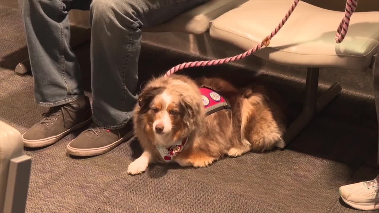 Go Team Therapy Dogs Bring Comfort to Stressed Holiday Travelers at ...