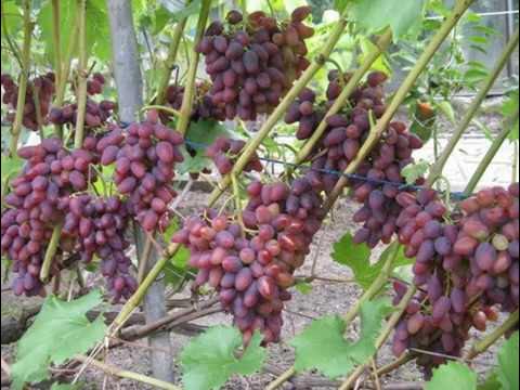 ВИНОГРАД - АРОЧНЫЙ - YouTube