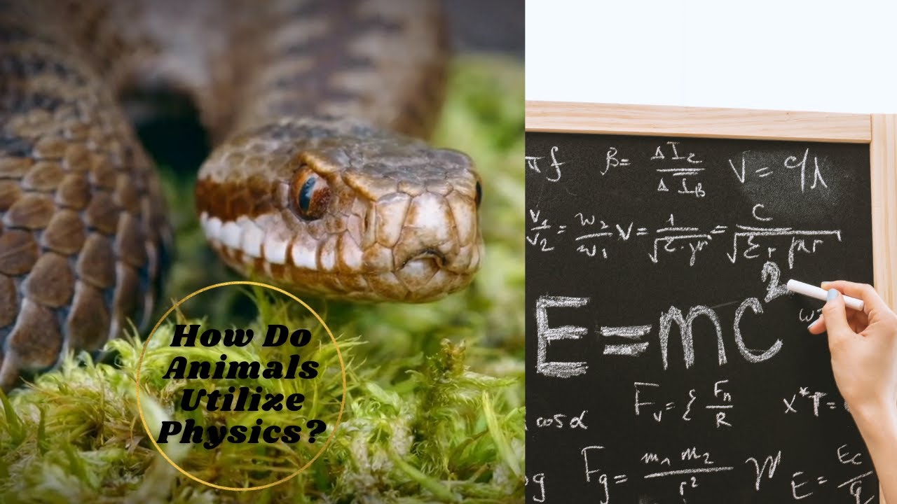 Natural Abilities of Animals in Physics #animals #physics - YouTube
