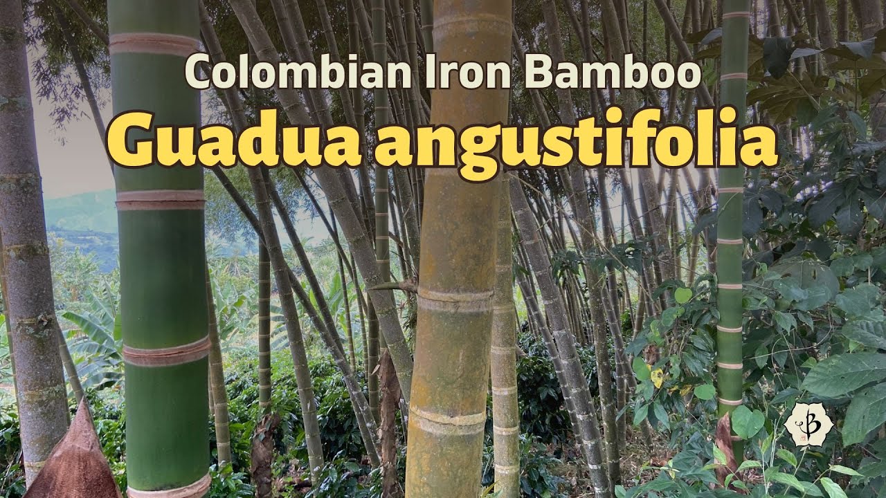 Discovering bamboo in Colombia: Guadua angustifolia - YouTube