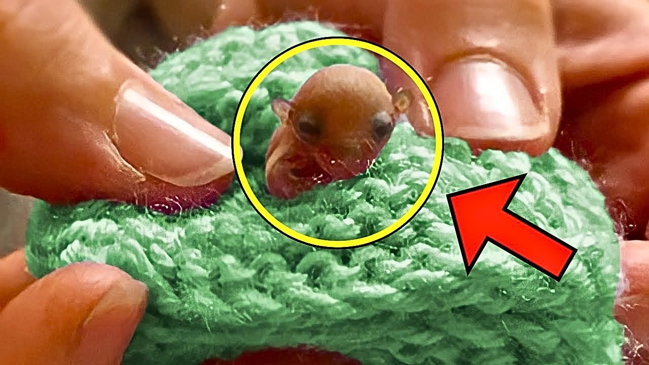 Dog Finds Tiny Pink Creature Near The House - When His Owner Sees It He ...