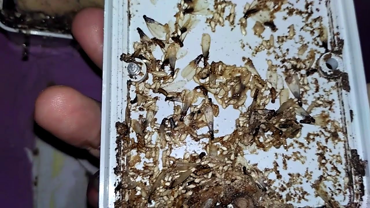 umpan rayap // 081286275002 - YouTube