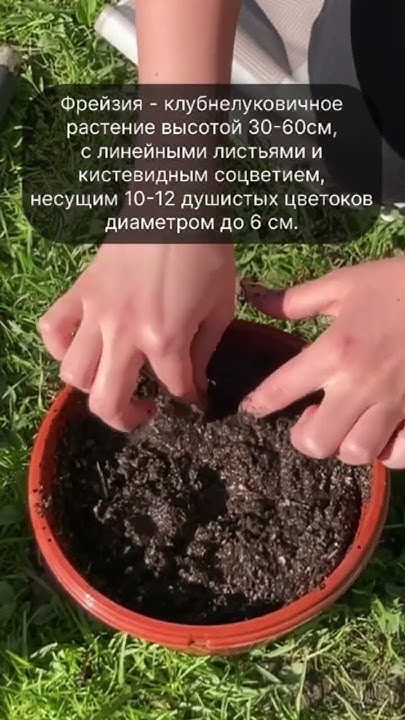Как посадить фрезию Garden уходзарастениями Plants сад дача цветы