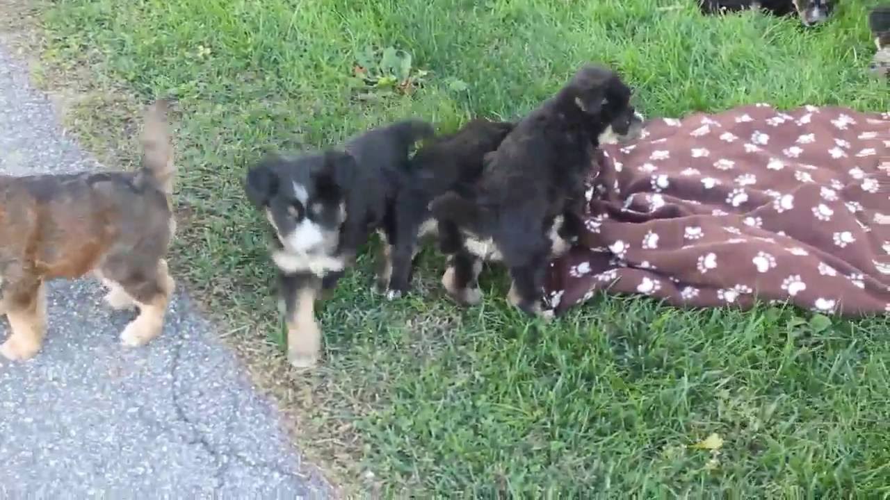 Siberian Husky Poo Puppies For Sale - YouTube