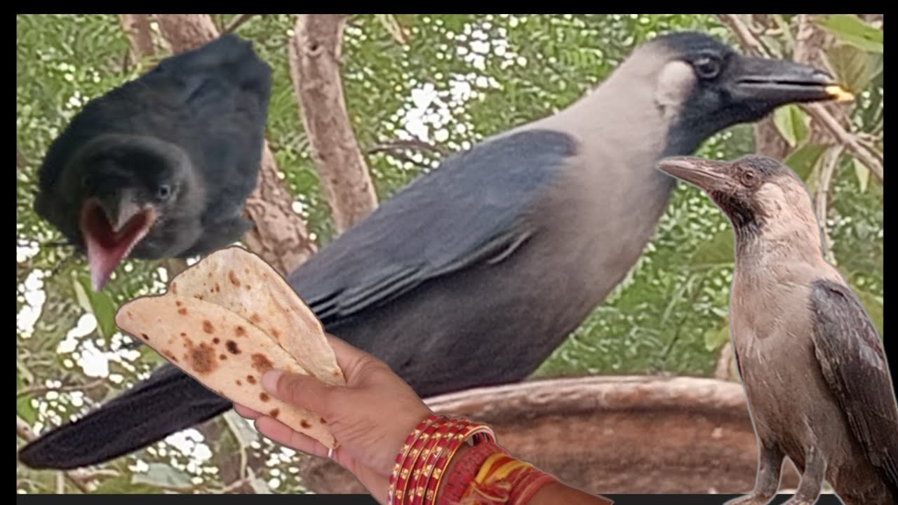 Natural Crow Ki Awaz Crow Sound | Natural Crow Sound And Birds Sound ...