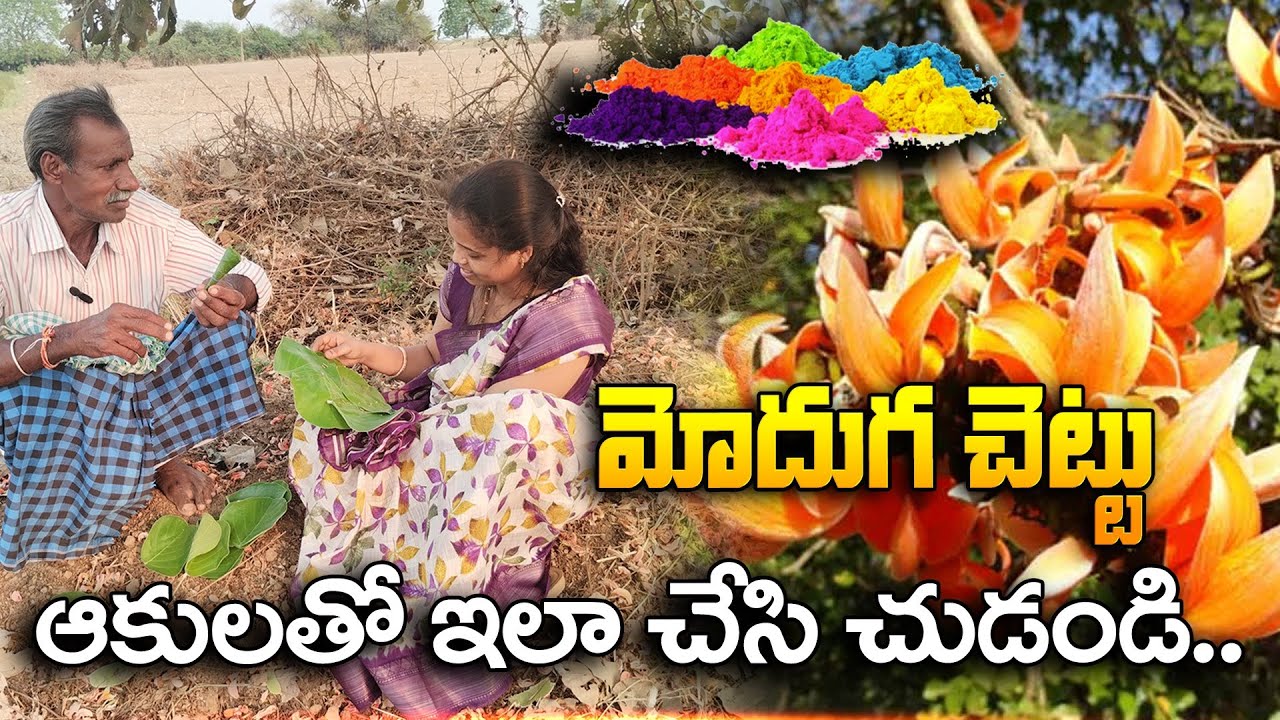 Moduga Chettu uses | మోదుగ చెట్టు ఆకులతో ఇలా చేసి చుడండి | Moduga ...