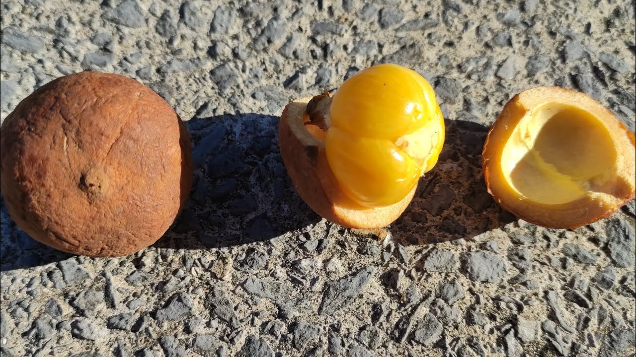 Baccaurea edulis - Tampoi is one of the tastiest Borneo Fruits - YouTube