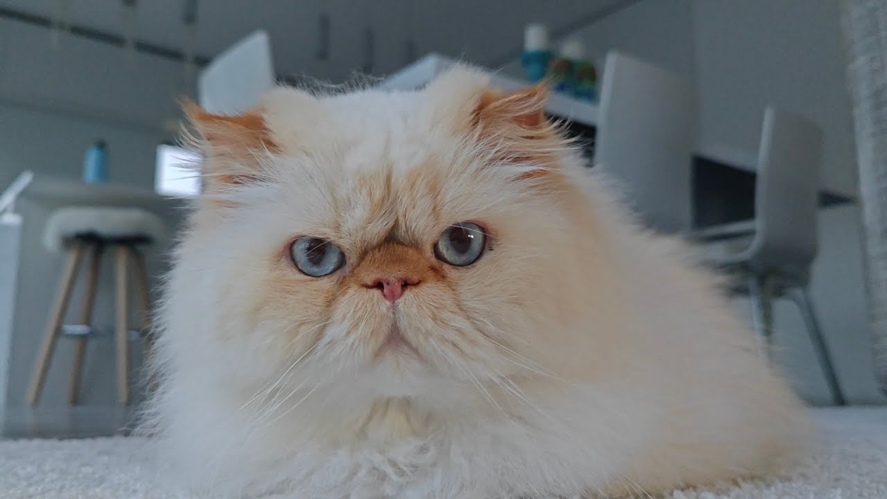 Hello Fat Boy ♥️ - YouTube