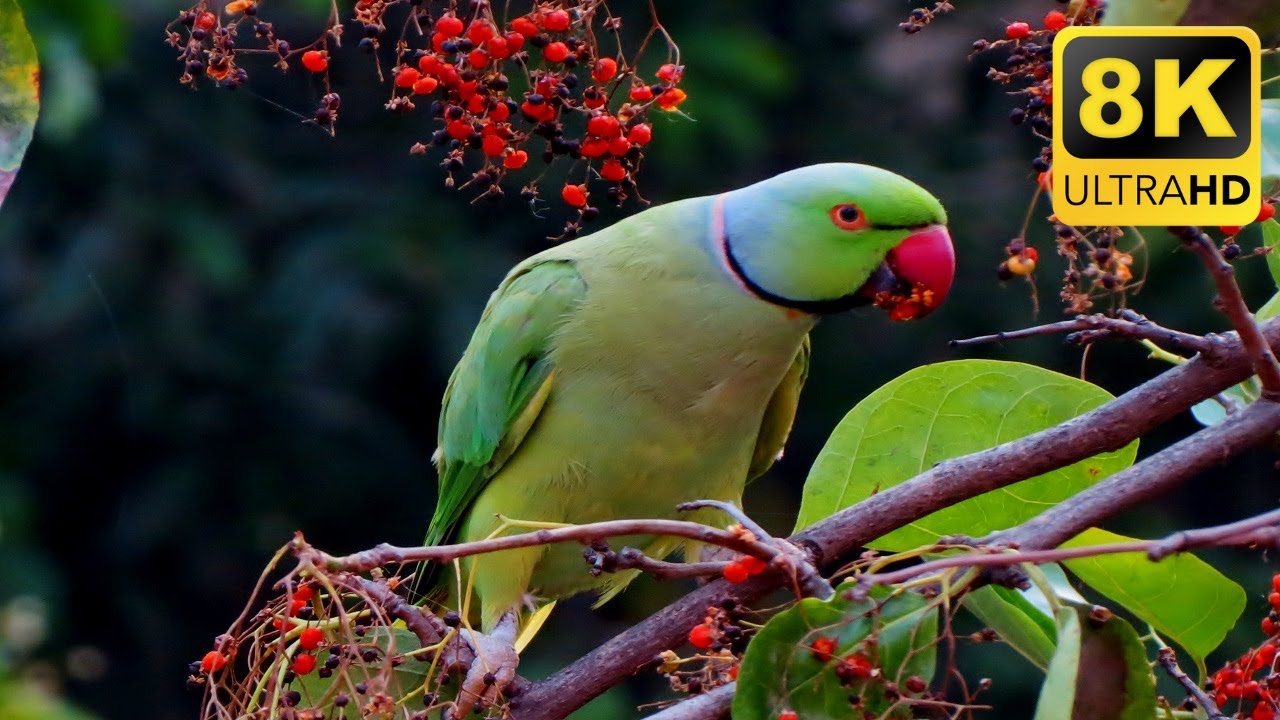Witness the "Smart and Beautiful" Parrot That Will Blow Your Mind - YouTube
