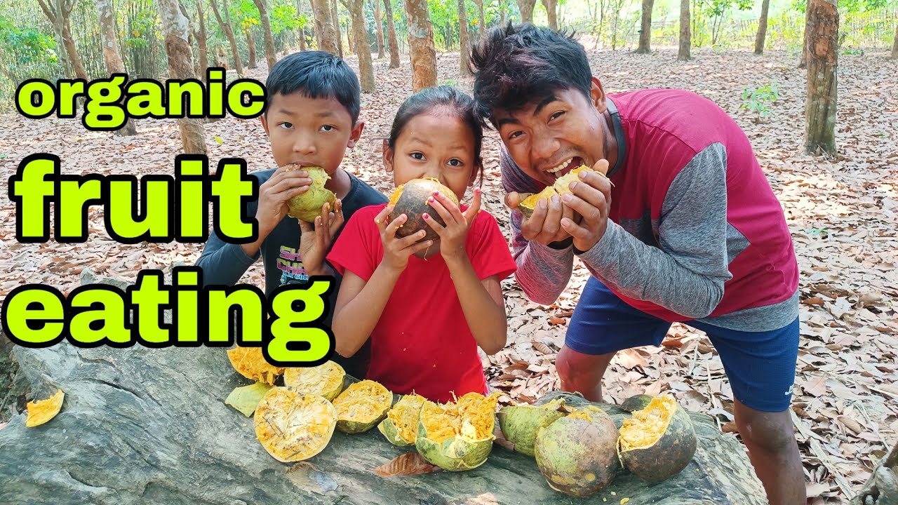 organic fruit eating || bael eating village lifestyle || soloman indian ...
