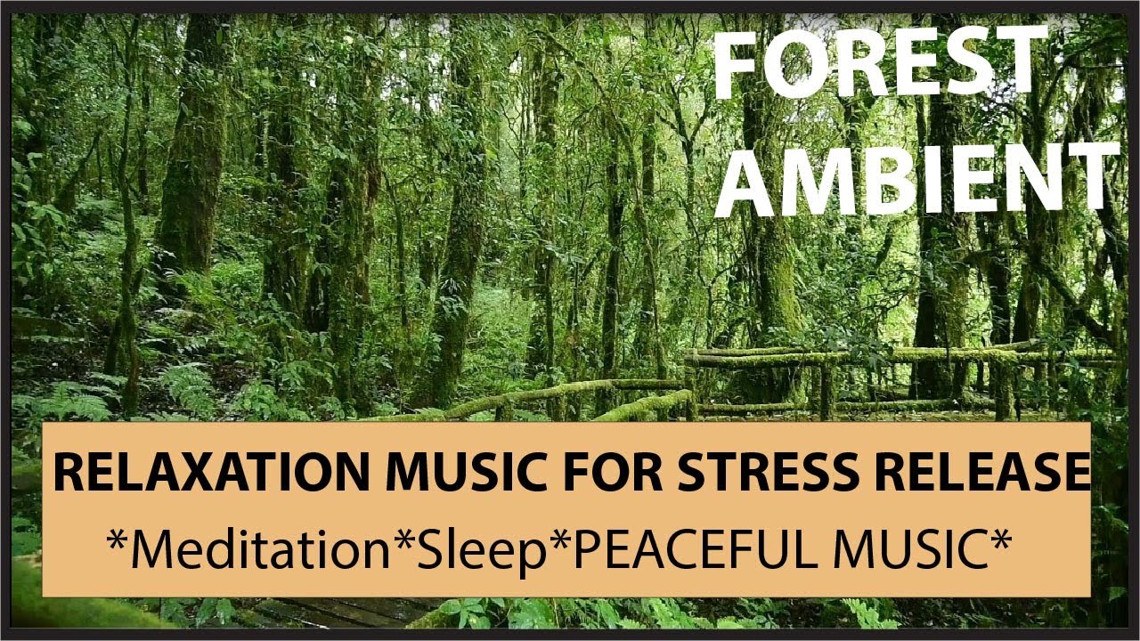 RELAXATION MUSIC • STRESS RELIEF*Peaceful Forest Ambient | SLEEP ...