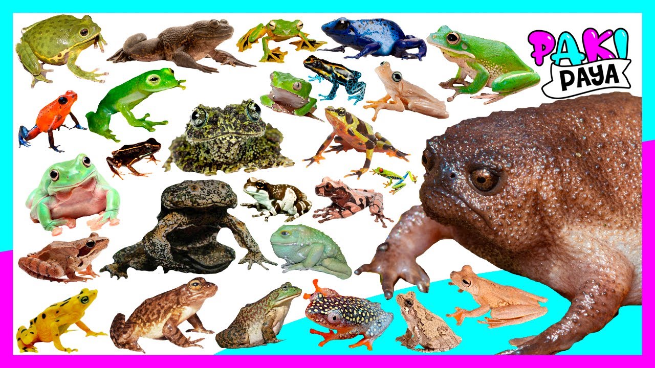 ¡TIPOS DE RANAS! 🐸🐸🐸 TYPES OF FROGS - 개구리 - Frösche - 青蛙 Video ...