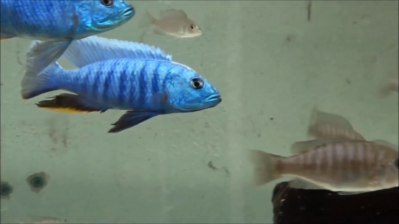 L'incubation buccale - YouTube