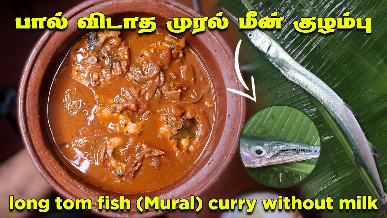 பால் விடாத யாழ்ப்பாணத்து முரல் மீன் குழம்பு | long tom fish (Mural Meen ...