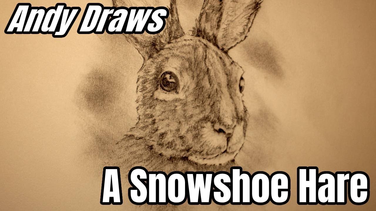 Cute Bunny Art! Adorable Snowshoe Hare Drawing #art #drawing #sketch # ...