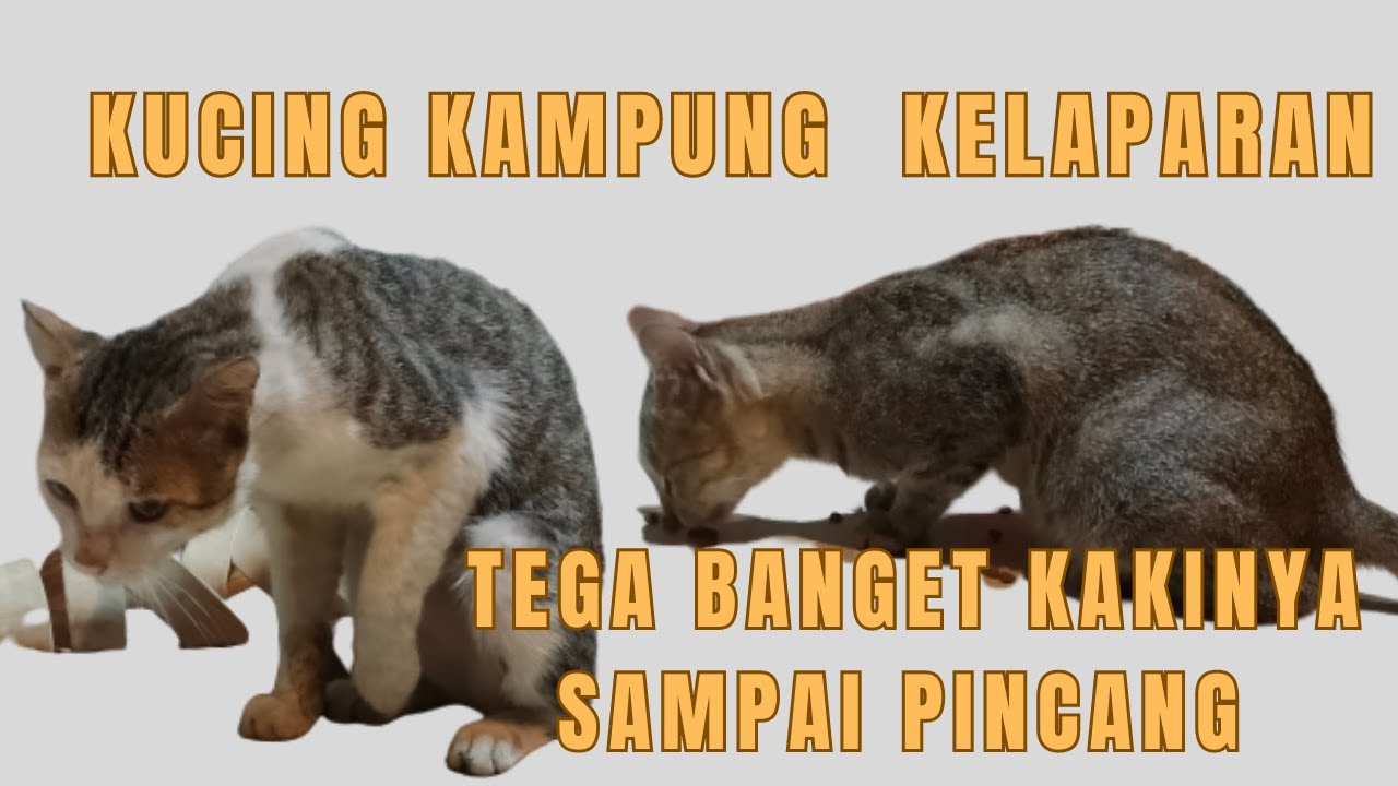 KUCING KELAPARAN, TEGA BANGET KAKI NYA SAMPAI PINCANG ADA YG MUKUL # ...