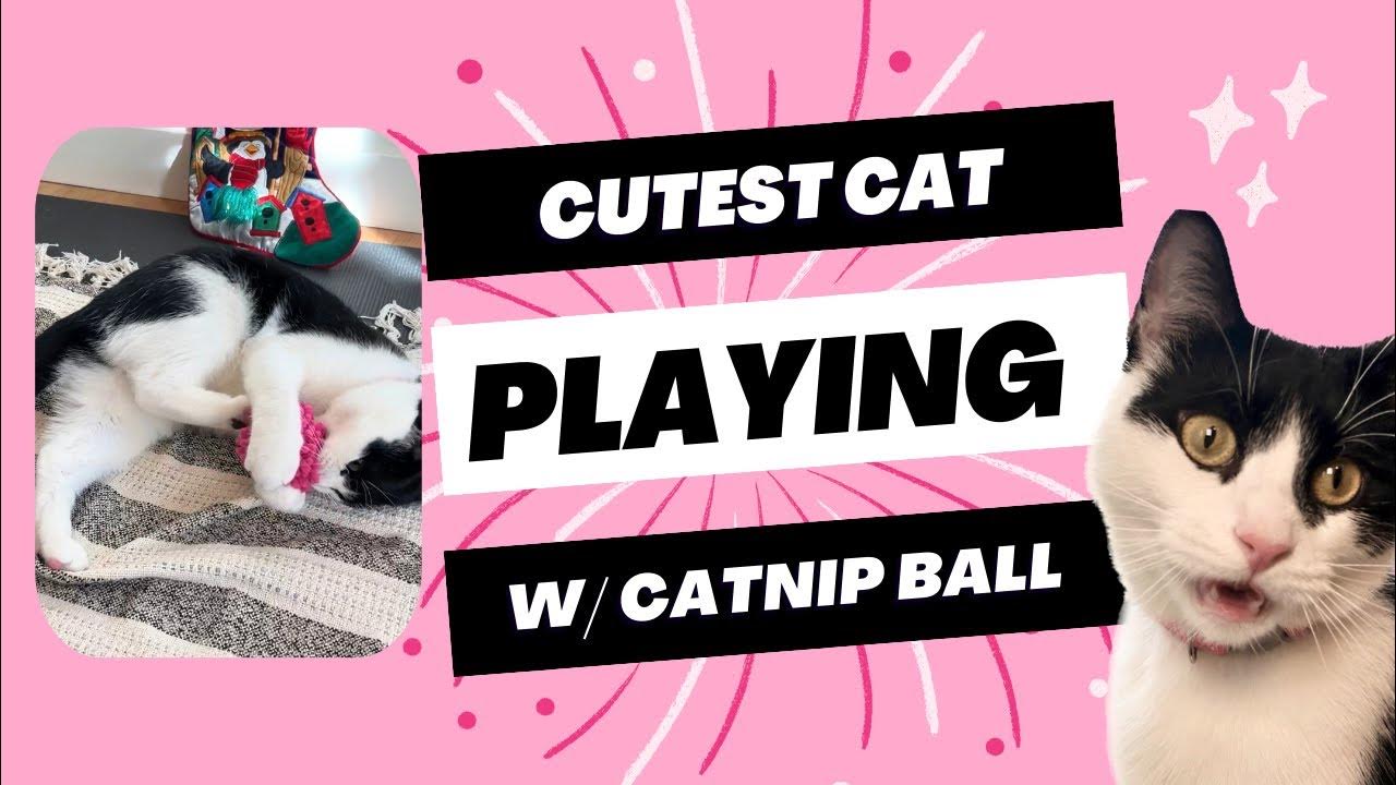 Cute Tuxedo cat plays with catnip ball toy - funny and sassy cat - YouTube