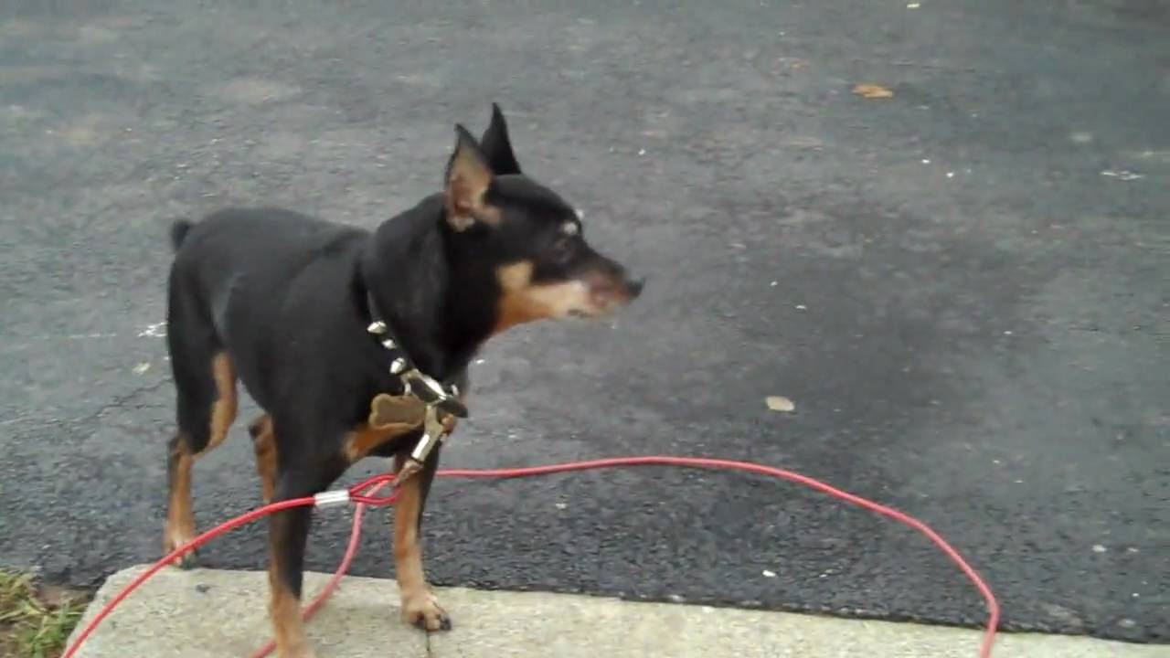 Min Pin running wild - YouTube