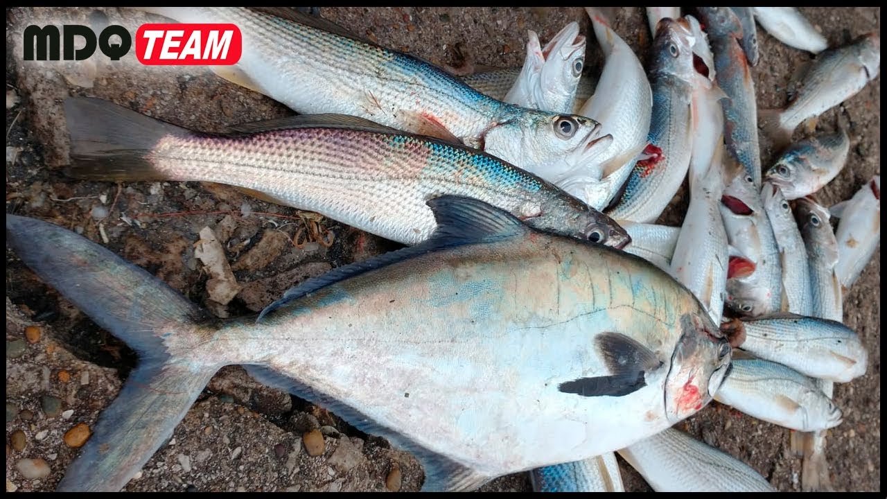 PESCA INCREIBLE - ENCONTRAMOS EL CARDUMEN #pesca #mdqteam #pescadores ...