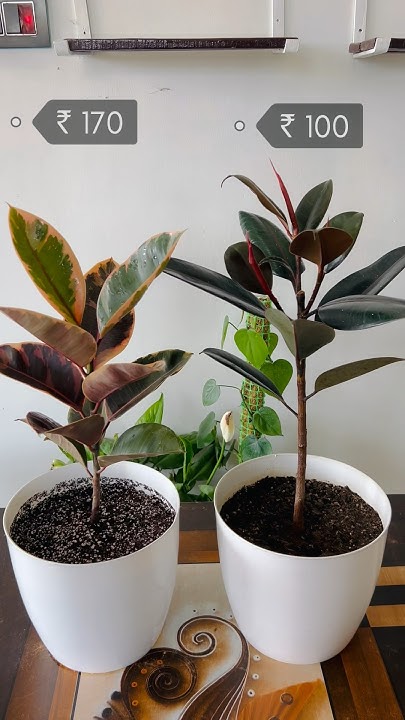 Ficus Elastica(Rubber Plant) | Repotting | Soil For Rubber Plant | Variegated Rubber Plant # ...