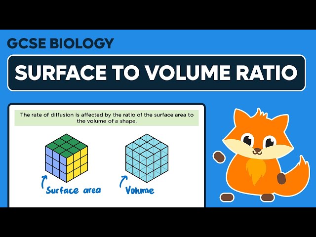 What Is The Formula For Surface Area To Volume Ratio Biology ...