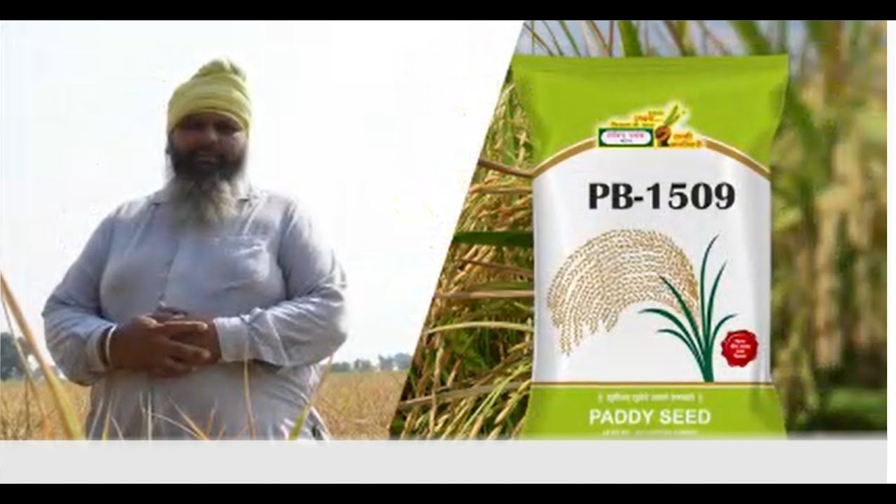Paddy Seeds PB-1509 || SVHSPL - YouTube
