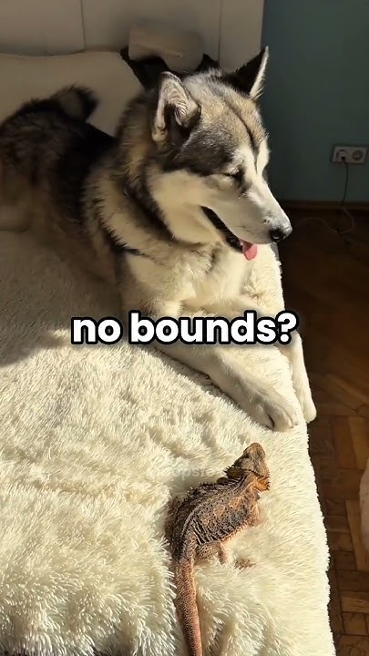 Husky And Iguana BFF? 🐕 ️ - YouTube