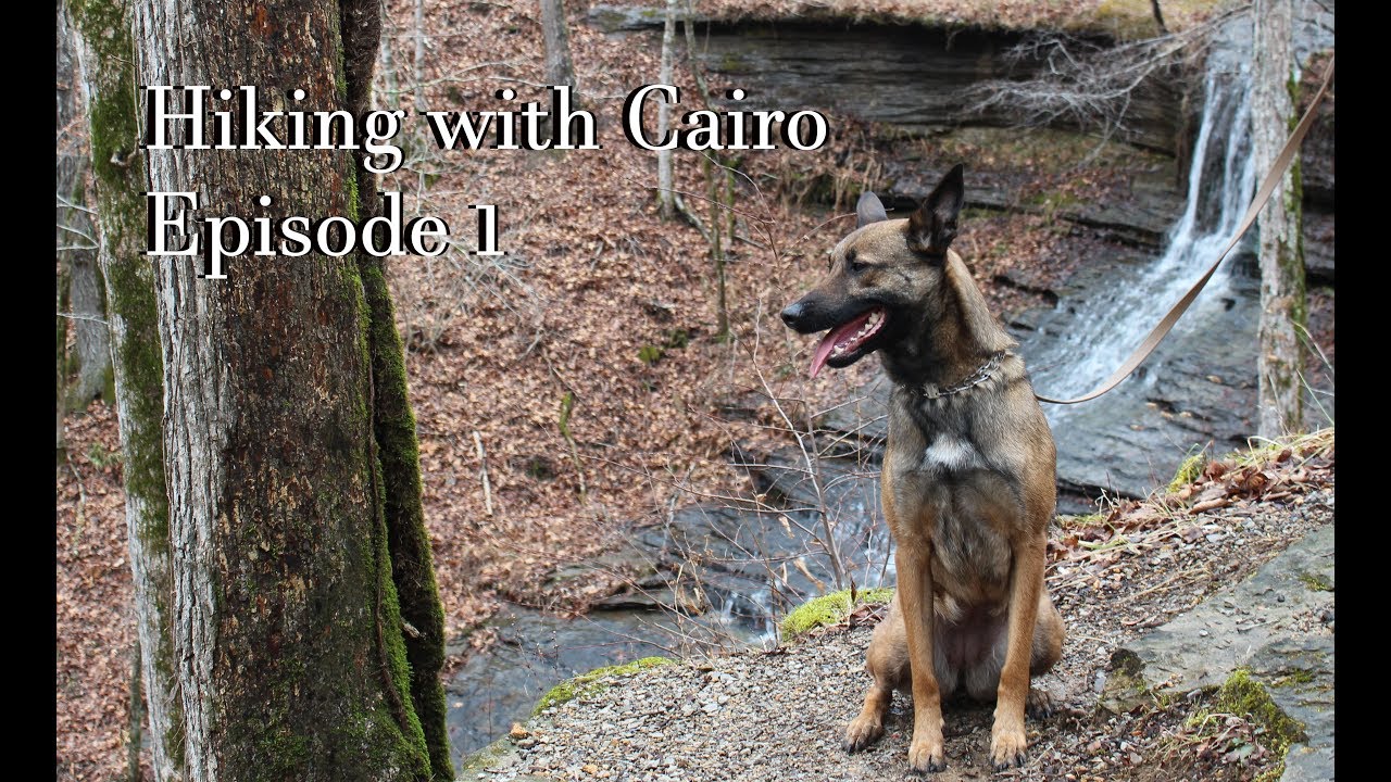 Belgian Malinois Hikes to Waterfall | Hiking with Cairo Episode 1 - YouTube