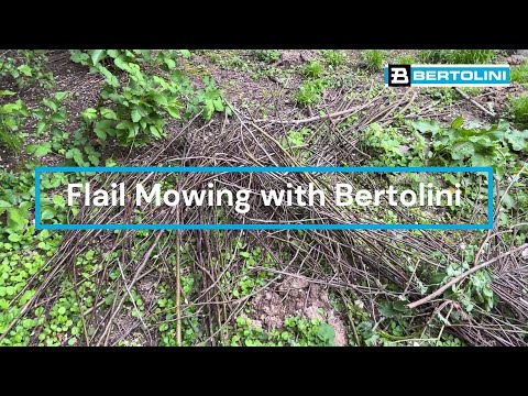 Clearing Ivy, Blackberries & Brush with a Two-Wheel Tractor | Bertolini 413S with Flail Mower