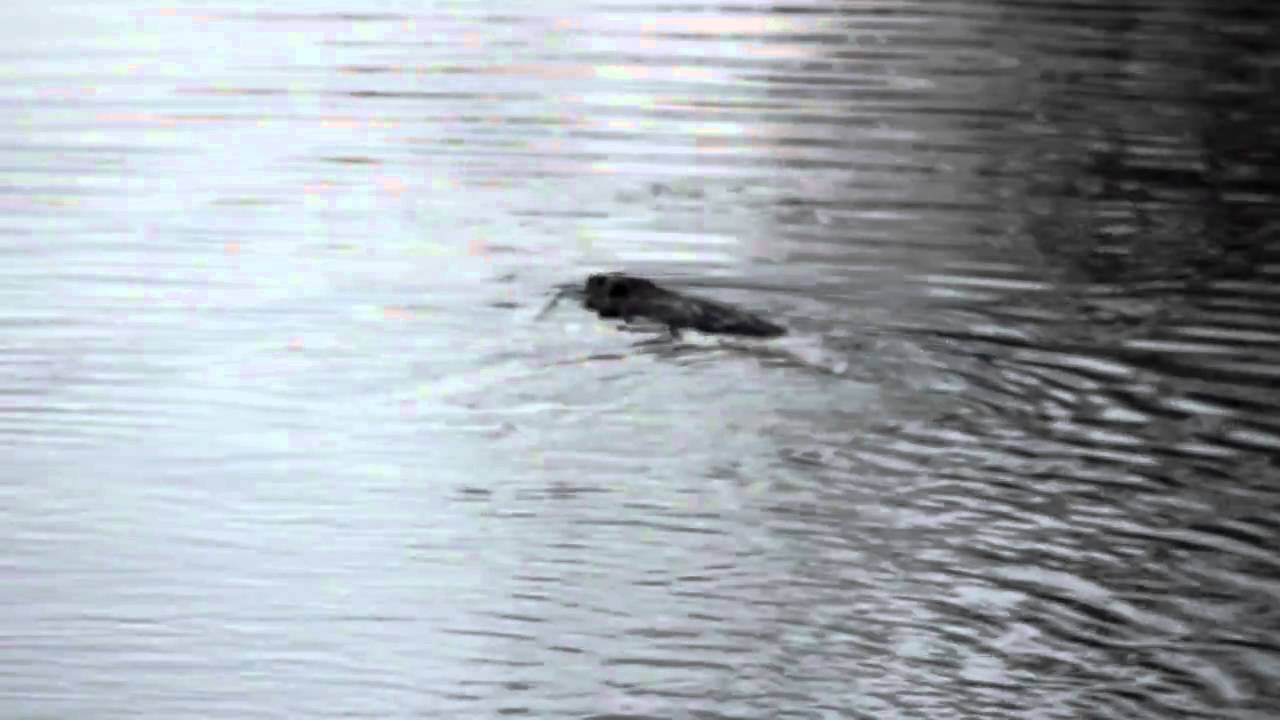 Beaver Shot - YouTube
