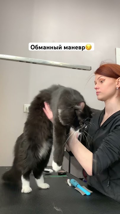 Не вышло😄 #кот кошка #котики #котята #кошки - YouTube