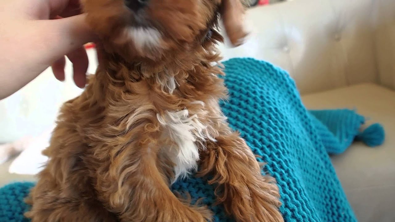 Cavoodle - Australia's Home of Toy Cavoodles - Pocket Puppies - Sugar's ...