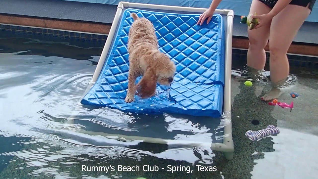 Cocker Spaniel Mac was rescued from a South Korean dogmeat market, so ...
