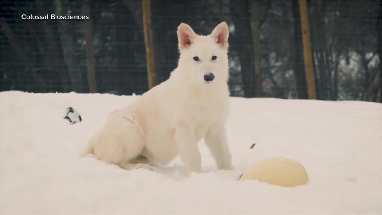 A comeback 13,000 years in the making: De-extinction company breed ...