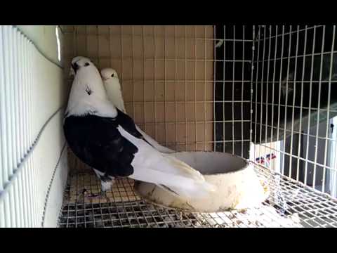 Iranian high flyer breeding pairs. - YouTube