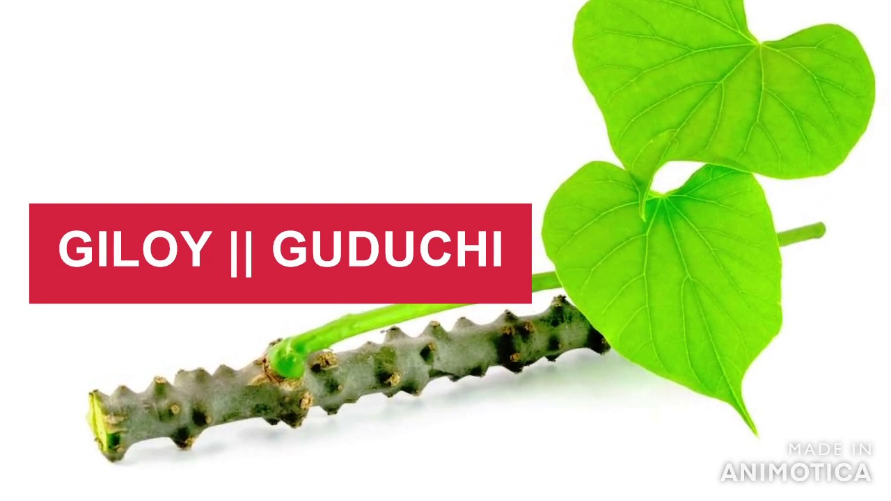 GILOY PLANT || TINOSPORA CARDIFOLIA || GUDUCHI || HEART-LEAVED MOONSEED ...