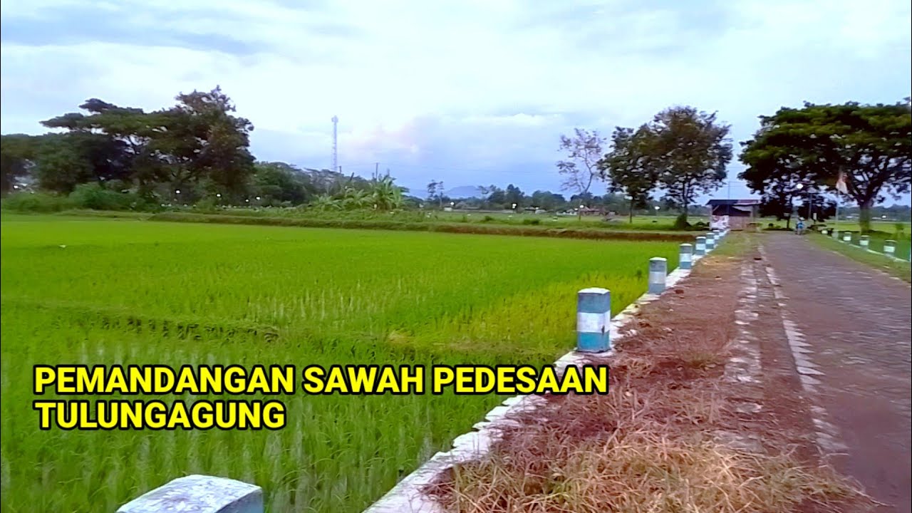 Pemandangan sawah pedesaan Tulungagung Jawa Timur - YouTube