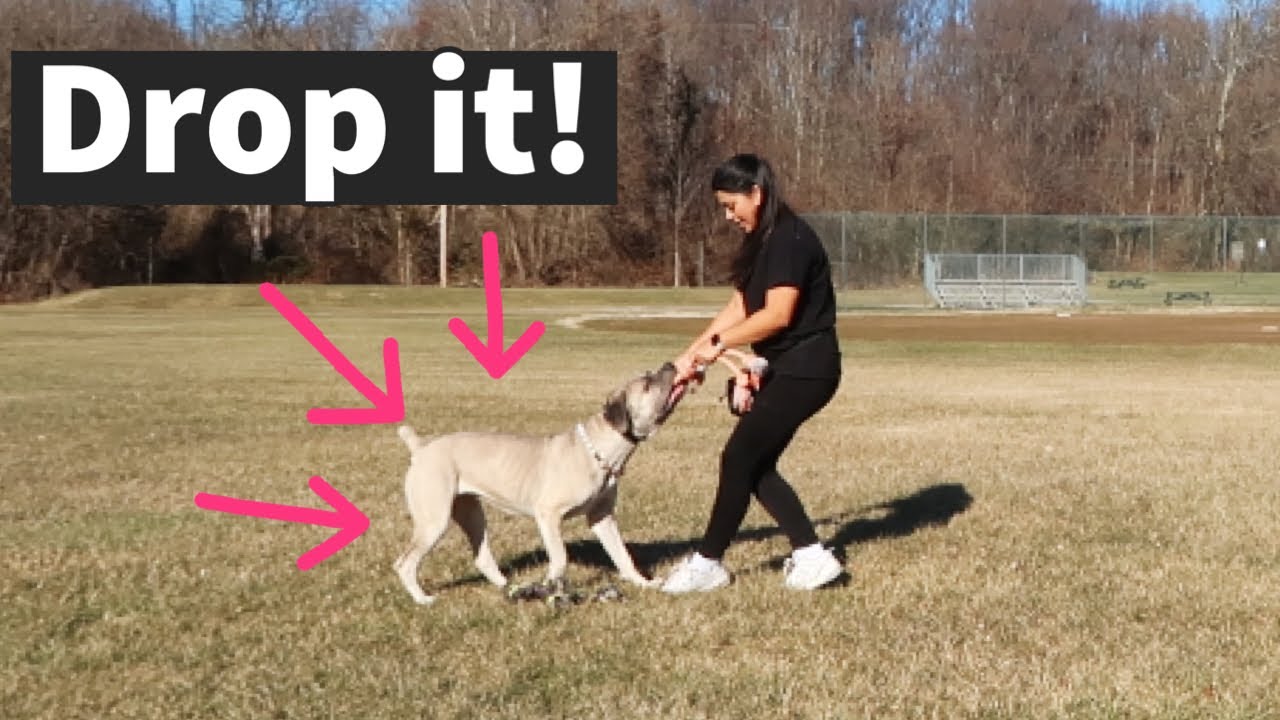 3 Ways to Teach Your Dog "Drop it" - Living with a Cane Corso - YouTube
