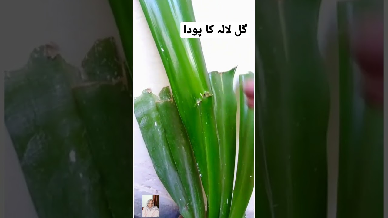 Tulip plant / Gull e lala #homegardening #gardeningathome - YouTube