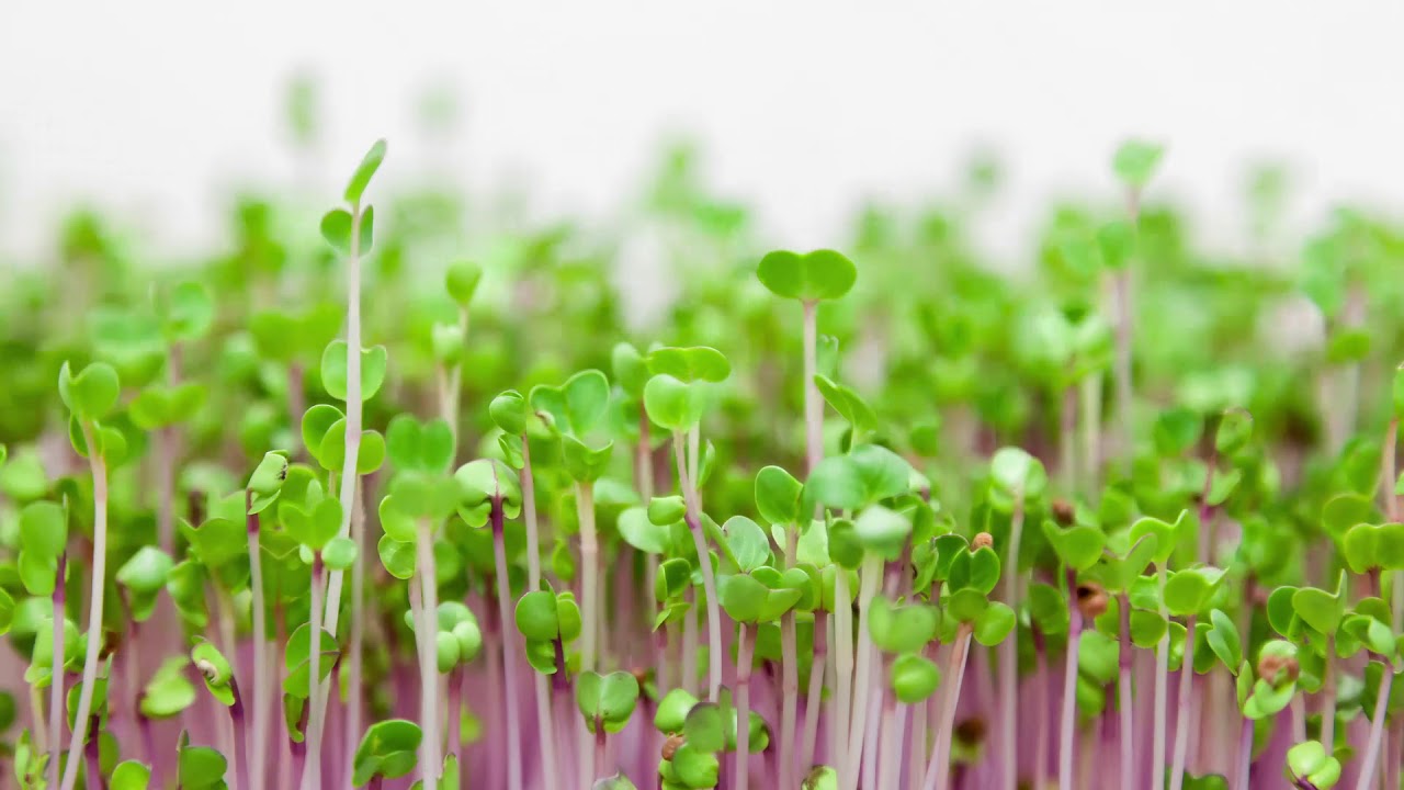 Microgreens Timelapse Vol. 1 - YouTube