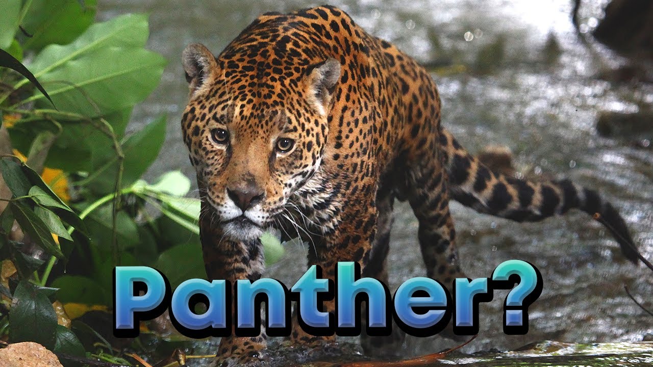 Amazon Rainforest Animals Jaguar Is A Jaguar A Rainforest Animal