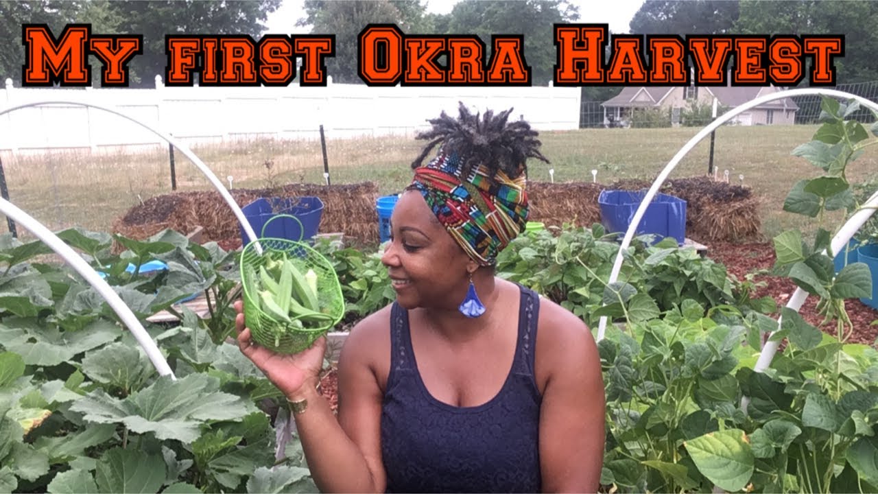 My First spring 2019 Okra Harvest! - YouTube