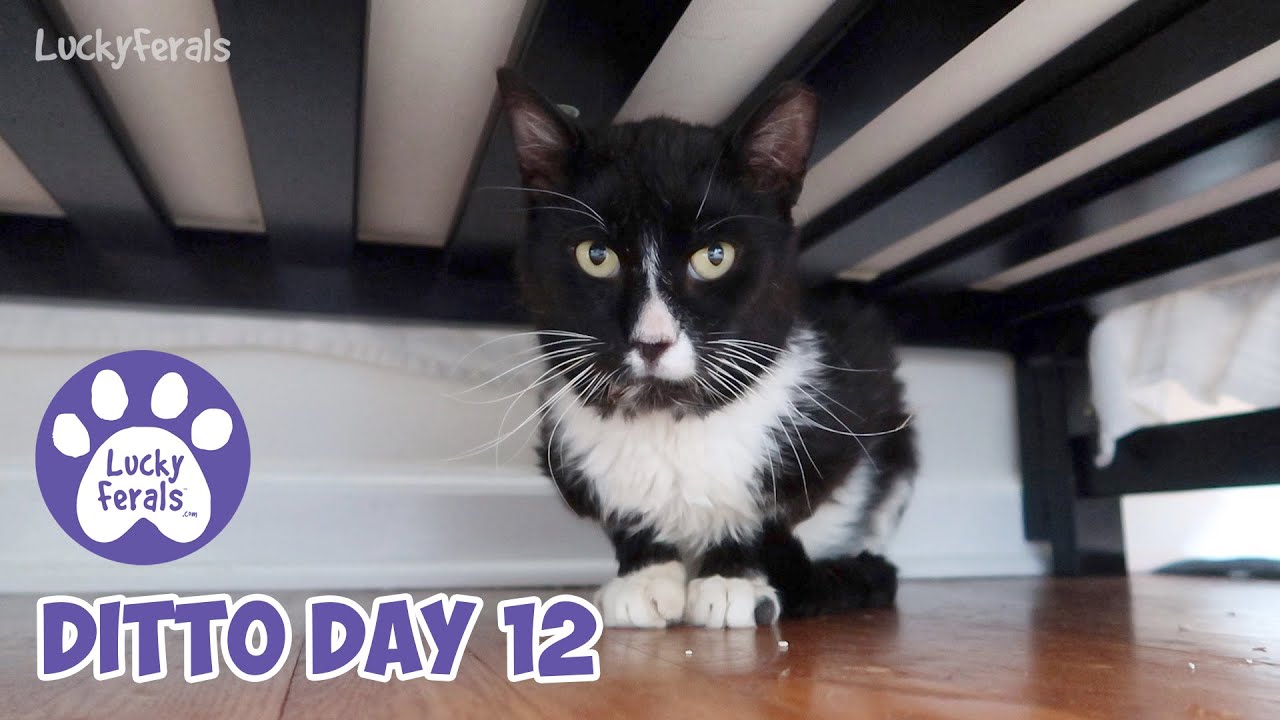 Ditto Day 12 - Feral Cat Recovery, Sneezing Blood, A Humidifier and A ...