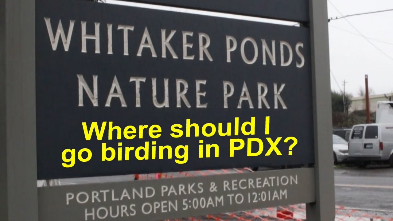 Where should I go birding in Portland? (Whitaker Ponds!) - YouTube