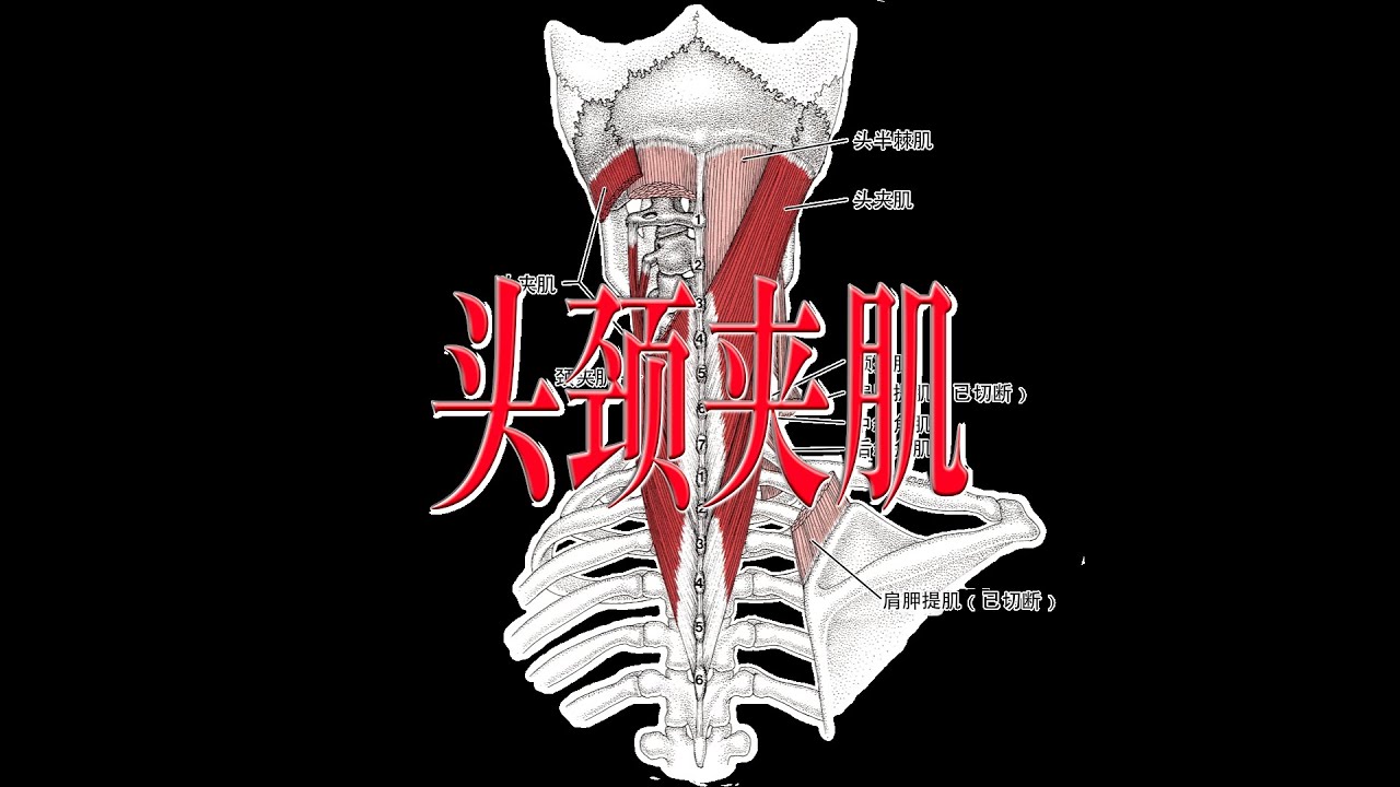 头颈夹肌 Splenius capitis Muscle and Splenius colli Muscle - YouTube